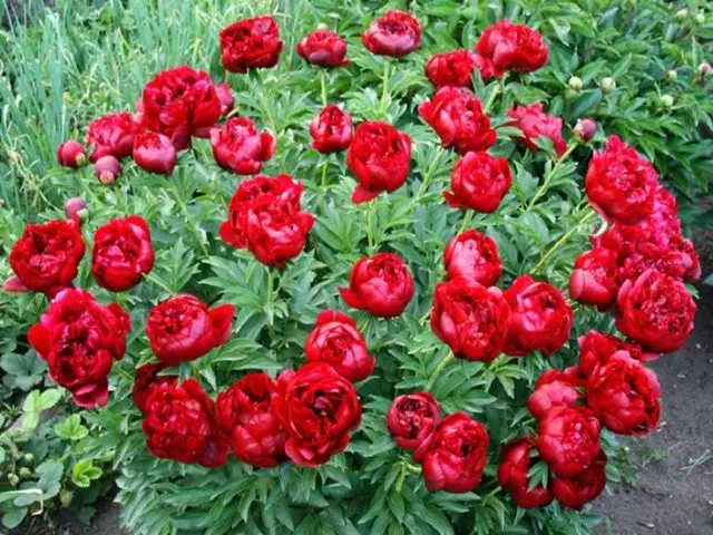 Peony Buckeye Bell (Buckeye Belle): באַשרייַבונג, פאָטאָ, פּלאַנטינג און זאָרגן, קאַלטיוויישאַן 10605_4