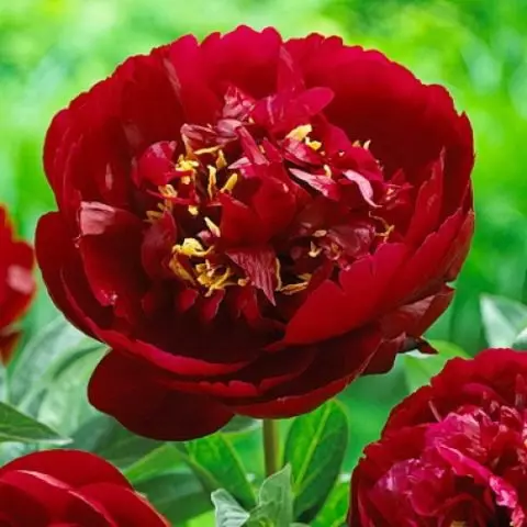 Peony Buckeye Bell (Buckeye Belle): באַשרייַבונג, פאָטאָ, פּלאַנטינג און זאָרגן, קאַלטיוויישאַן 10605_6