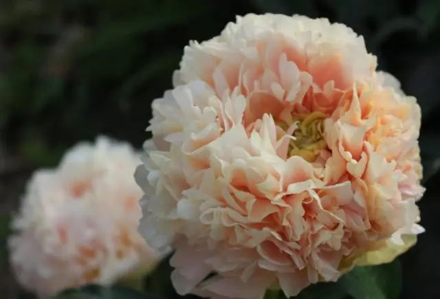 Peony Tomus Glau (Tomus Glow): düşündiriş, surat, ekmek we ideg 10606_1