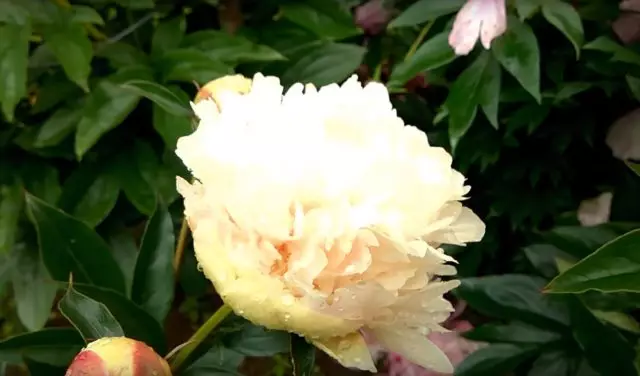 Peony ගිම්හාන ග්ලෝ (ගිම්හාන දීප්තිය): විස්තරය, ඡායාරූපය, සිටුවීම සහ රැකවරණය 10606_3