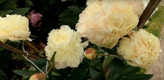 Peony Summer Glau (Summer Glow): περιγραφή, φωτογραφία, φύτευση και φροντίδα 10606_5