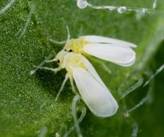 Whitefly ing mawar: cara ngolah, apa sing kudu ditindakake, kepiye cara nyingkirake, foto, ing musim semi, musim panas, musim gugur