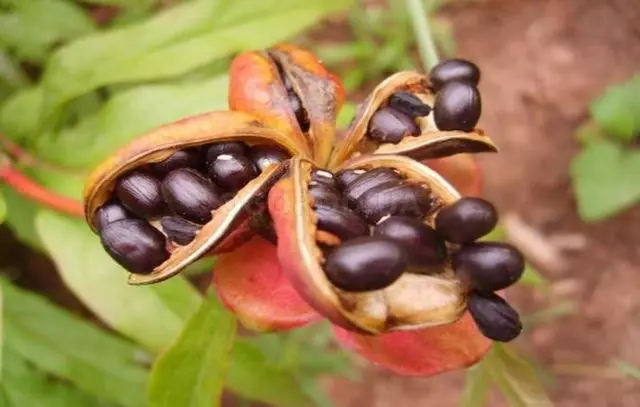 Peony Alexander Fleming: ການທົບທວນຄືນ, ການປູກແລະການດູແລ 10619_6