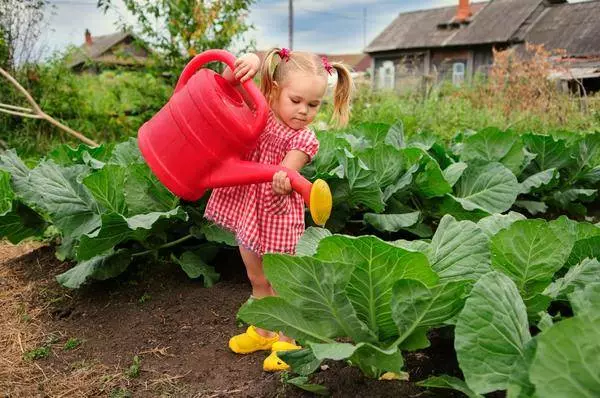 Thaum cog cabbage rau seedlings hauv Siberia 10631_21