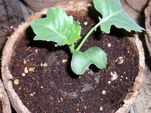 Thaum cog cabbage rau seedlings hauv Siberia 10631_6