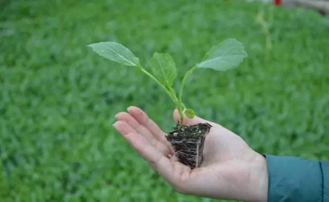 Thaum cog cabbage rau seedlings hauv Siberia 10631_7