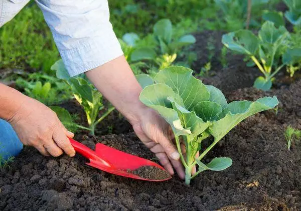 Thaum cog cabbage rau seedlings hauv Siberia 10631_9