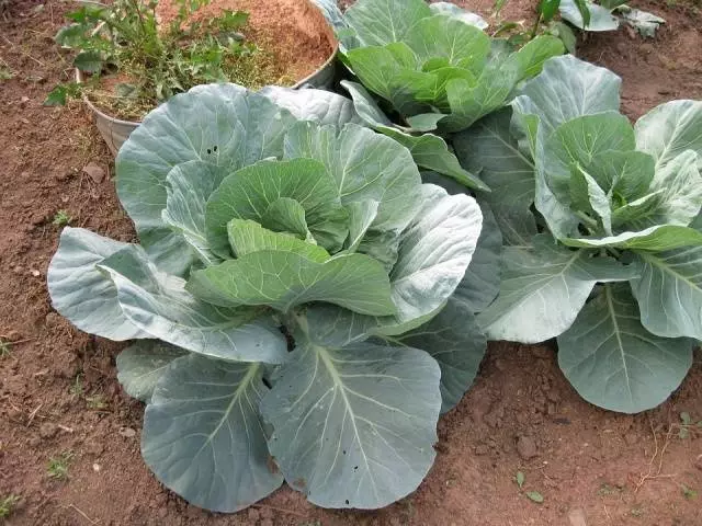 Cara memberi makan anak pokok kubis 10633_14