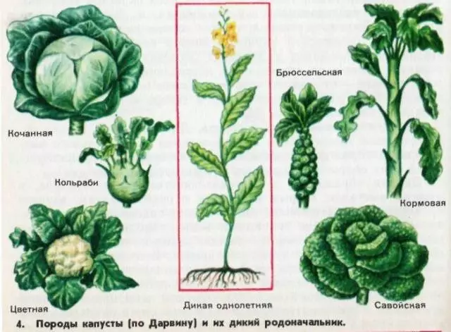 Com alimentar les plàntules de col 10633_2