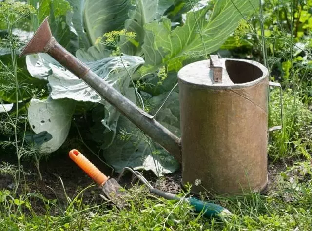 Cara memberi makan anak pokok kubis 10633_22