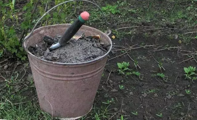 Cara memberi makan anak pokok kubis 10633_25