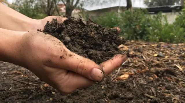 Cara memberi makan anak pokok kubis 10633_3