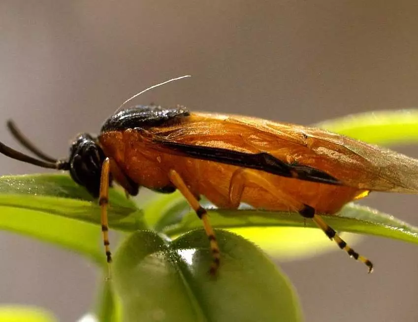 Rose sawfly on ros: cara memproses, foto daun, langkah kawalan