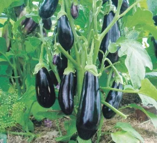 Noocyo yar-yar oo eggplant ah: sharraxaad, sawir 10641_1