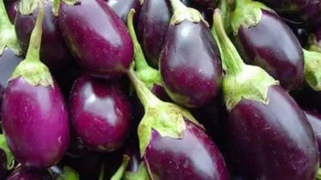 Noocyo yar-yar oo eggplant ah: sharraxaad, sawir 10641_11