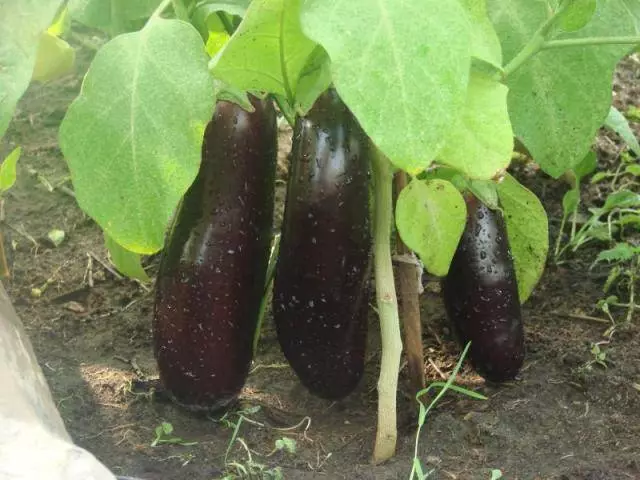 Noocyo yar-yar oo eggplant ah: sharraxaad, sawir 10641_2