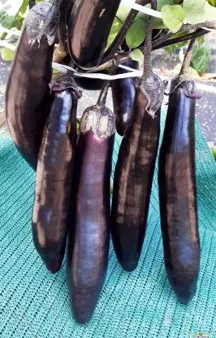 Farkon irin eggplant don buɗe ƙasa 10659_10