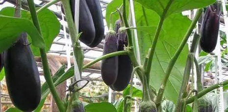 Vroege variëteiten van aubergines voor volle grond 10659_4