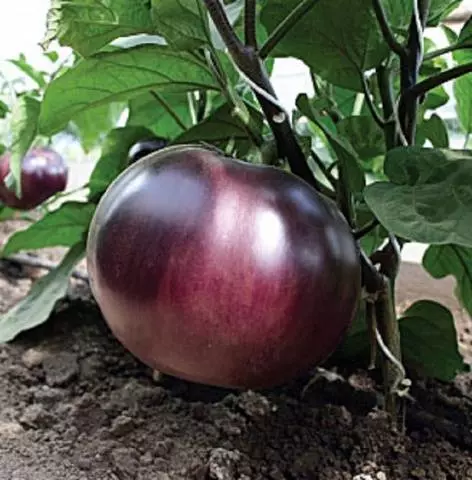 Variétés précoces d'aubergines en pleine terre 10659_9