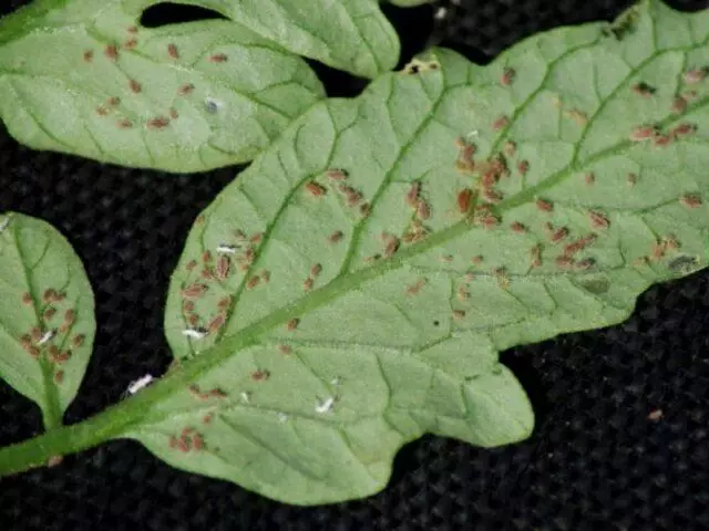 Thrips pada benih tomato: langkah-langkah kawalan, foto, cara memproses, apa yang harus dilakukan, bagaimana rupa mereka