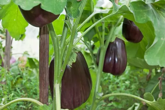 Aubergine des semis: semis, culture et entretien 10671_1