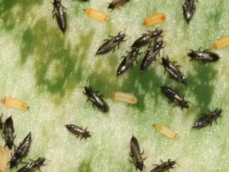 Thrips ar cucumbers: bearta rialaithe sa réimse oscailte, cheaptha teasa, síológa, grianghraif, an chuma atá orthu