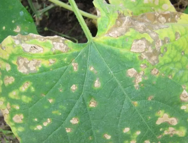 Thrips fuq il-ħjar: miżuri ta 'kontroll fil-kamp miftuħ, serra, nebbieta, ritratti, kif jidhru 1067_2