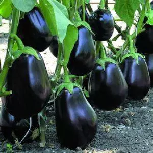 Eggplant Vikar: disgrifiad, llun, adolygiadau 10684_1