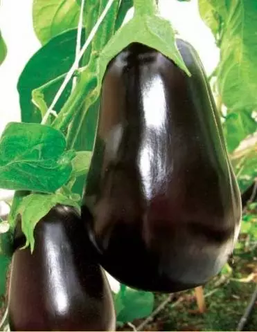 Eggplant Vikar: famaritana, sary, hevitra 10684_3