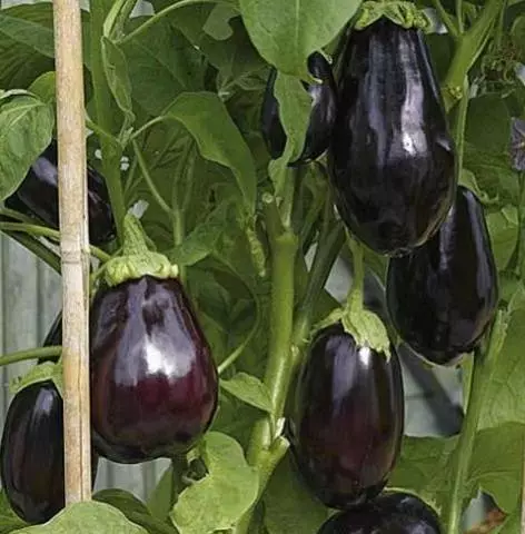 Aubergine Vikar: Beschreibung, Foto, Bewertungen 10684_5