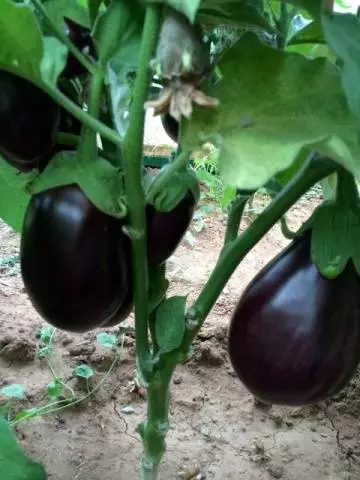 Aubergine Vikar: Beschreibung, Foto, Bewertungen 10684_9