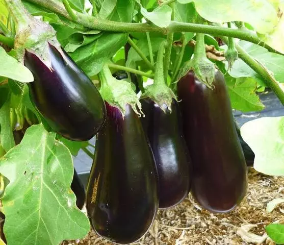 I-eggplant Alekseevsky: inkcazo, ifoto, ukuphononongwa 10686_13