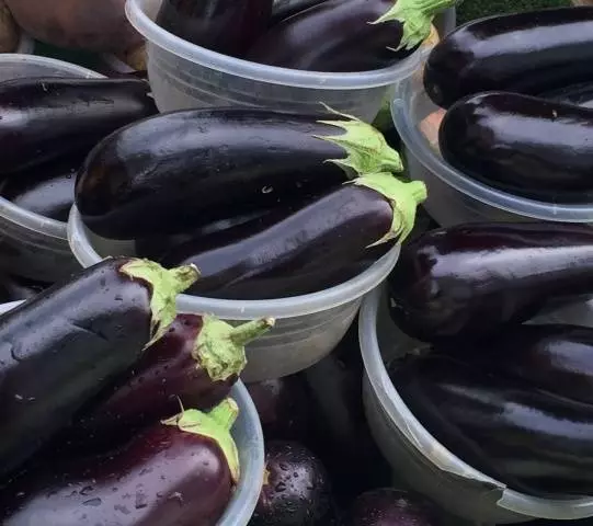 Eggplant Alekseevsky: katrangan, foto, ulasan 10686_3