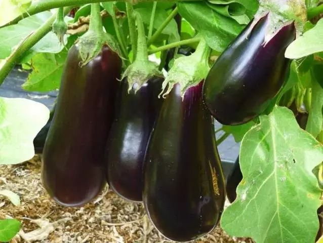 Kacha mma iche na mkpụrụ nke eggplant 10689_18