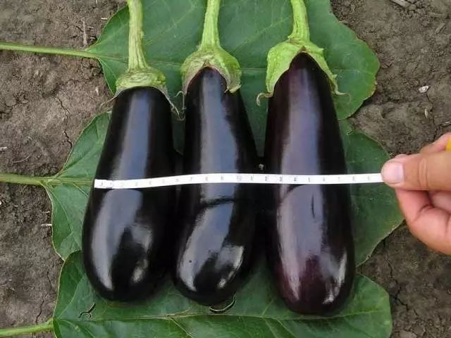 Kacha mma iche na mkpụrụ nke eggplant 10689_5