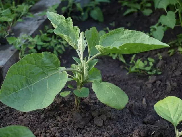 Najlepsze odmiany bakłażana dla regionu moskiewskiego 10695_3