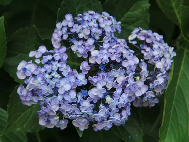 Zoyenera kuchita kuti hydrangea buluu: kujambula, kuthirira, chifukwa mtundu umadalira 10702_1