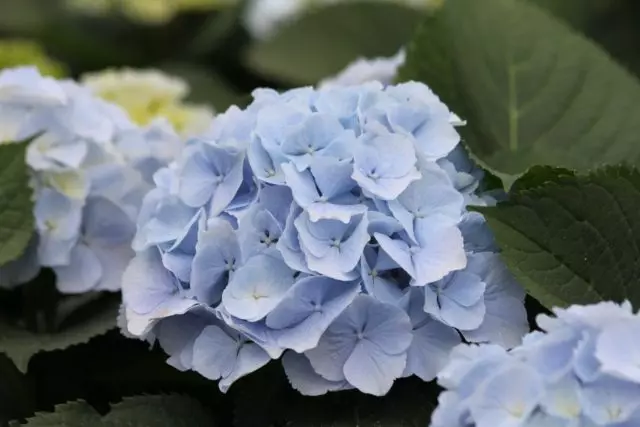 Cad atá le déanamh chun an hydrangea a dhéanamh gorm: conas a phéinteáil, conas uisce a dhéanamh, cén fáth a mbraitheann an dath 10702_11