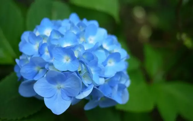 Zoyenera kuchita kuti hydrangea buluu: kujambula, kuthirira, chifukwa mtundu umadalira 10702_15