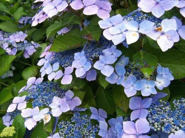 Cad atá le déanamh chun an hydrangea a dhéanamh gorm: conas a phéinteáil, conas uisce a dhéanamh, cén fáth a mbraitheann an dath 10702_2