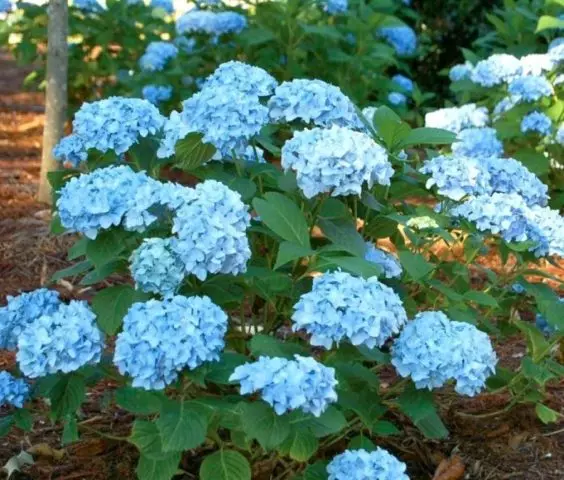 Cad atá le déanamh chun an hydrangea a dhéanamh gorm: conas a phéinteáil, conas uisce a dhéanamh, cén fáth a mbraitheann an dath 10702_5