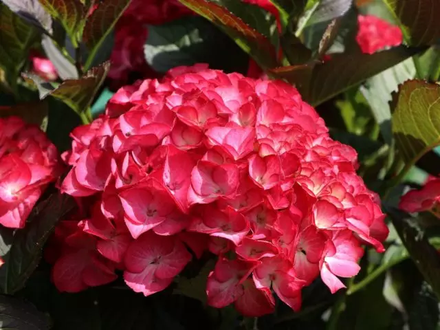 Hydrangea Red Angel: descripció, plantació i cura, reproducció, poda, fotos, ressenyes 10703_1