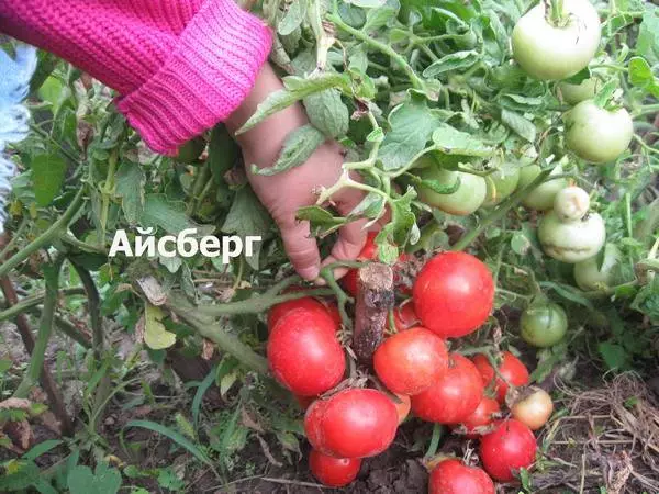 Tomato Iceberg