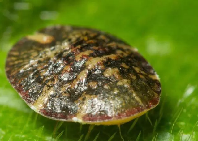 Scabbard on currants: foto, kaedah perjuangan, penerangan bagaimana merawatnya 1071_2