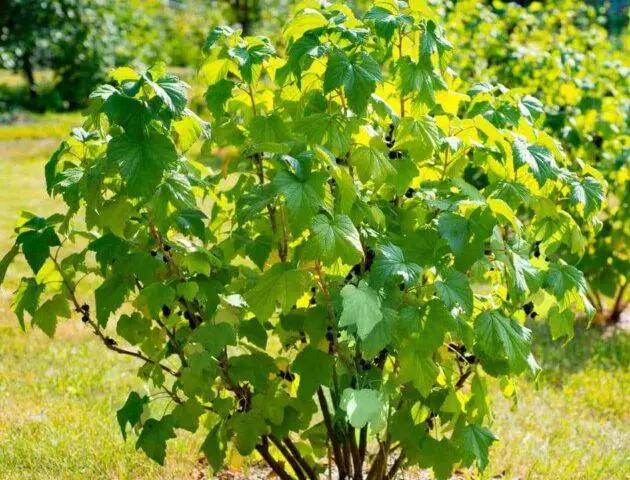 Scabbard on currants: foto, kaedah perjuangan, penerangan bagaimana merawatnya 1071_8