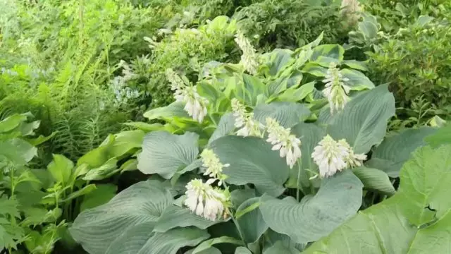 Hosta Blue Angel (Blue Angel): larawan at paglalarawan, landing at pangangalaga 10722_1