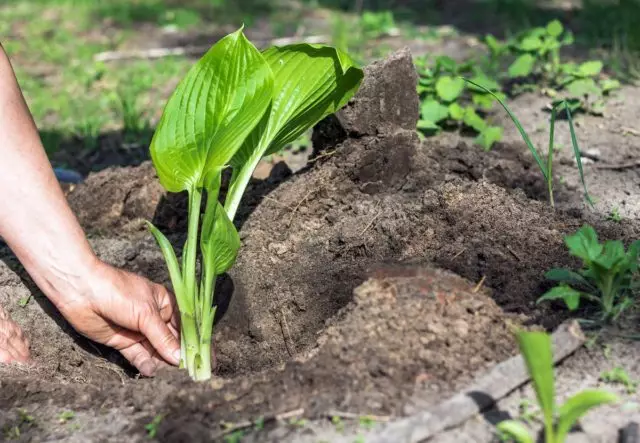 හොස්ටා බ්ලූ ඒන්ජල් (නිල් ඒන්ජල්): ඡායාරූපය සහ විස්තරය, ගොඩබෑම සහ රැකවරණය 10722_5