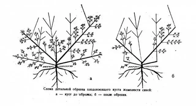 Honeysuckle Kamchadalka: tsananguro dzakasiyana, mapikicha, ongororo 10735_10