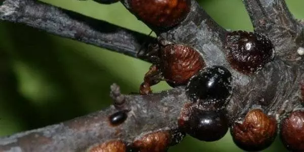 Honeysuckle Kamchadalka: lajikekuvaus, valokuvat, arvostelut 10735_11