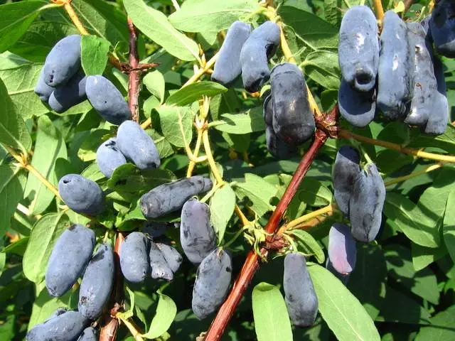 Honeysuckle Kamchadalka: ការពិពណ៌នាពូជរូបថតការពិនិត្យ 10735_2